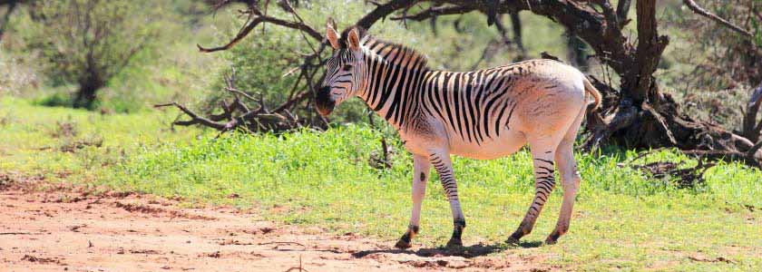 Is the extinct quagga a genetically distinct species? | IDT